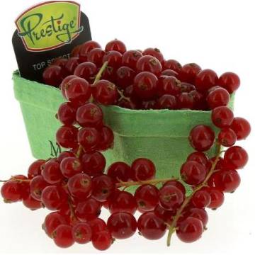 Groseille Rouge avec Couvercle O.S.A - 125 g - darkoct02