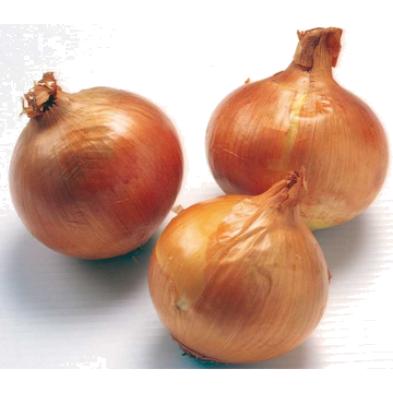 Oignon Gros - 3 pièces - darkoct02